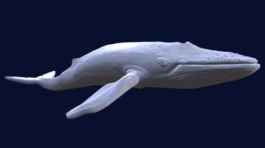 Blue Whale - Download Free 3D model by Bohdan Lvov (@ostapblendercg ...
