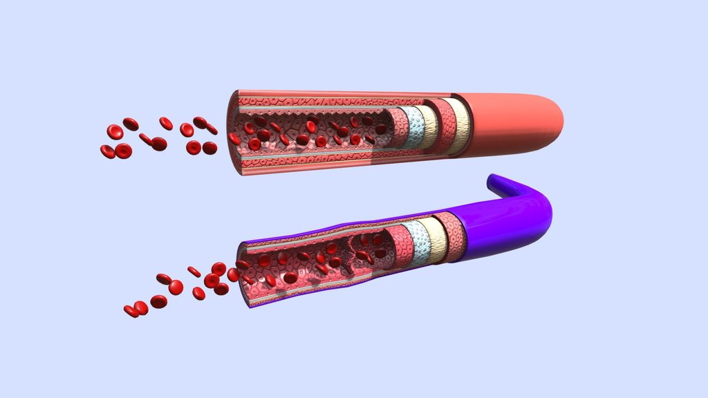 Vascular Anatomy and Physiology - A 3D model collection by aporgantrail ...