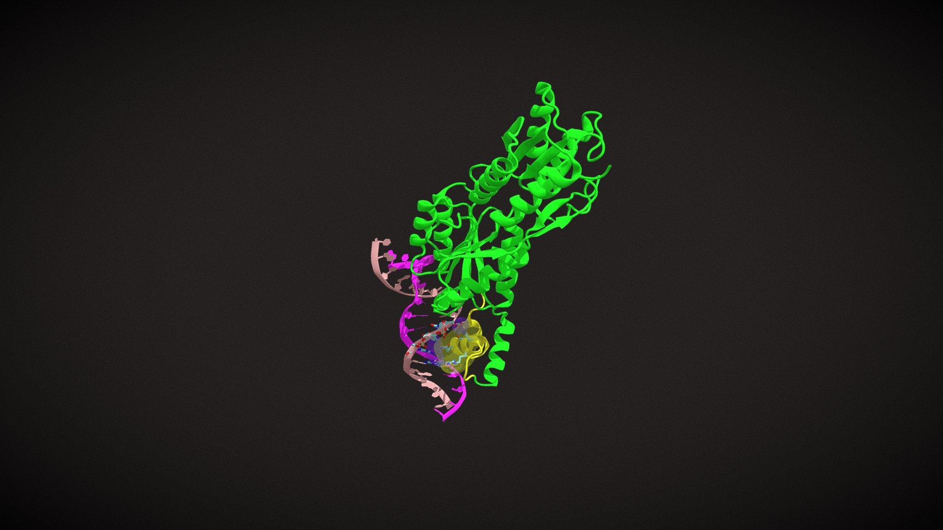 Lac Repressor and DNA - Download Free 3D model by gvsuchem (@gvsu-chem ...