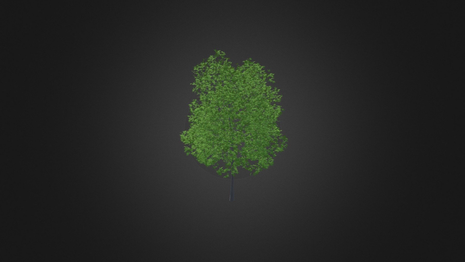 Cherry Tree 3D Model 5.7m - Buy Royalty Free 3D model by cgaxis ...
