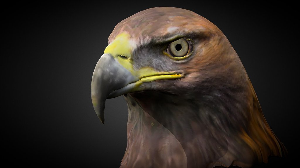 Bird head - A 3D model collection by rahzu - Sketchfab