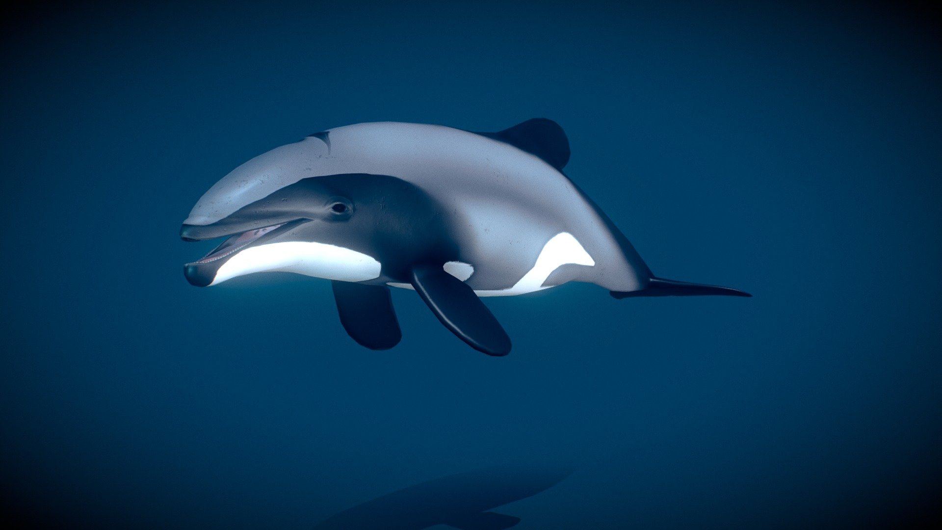 Maui dolphin - the reef - 3D model by Major (@majorgalah) [1f57b3b] - Sketchfab