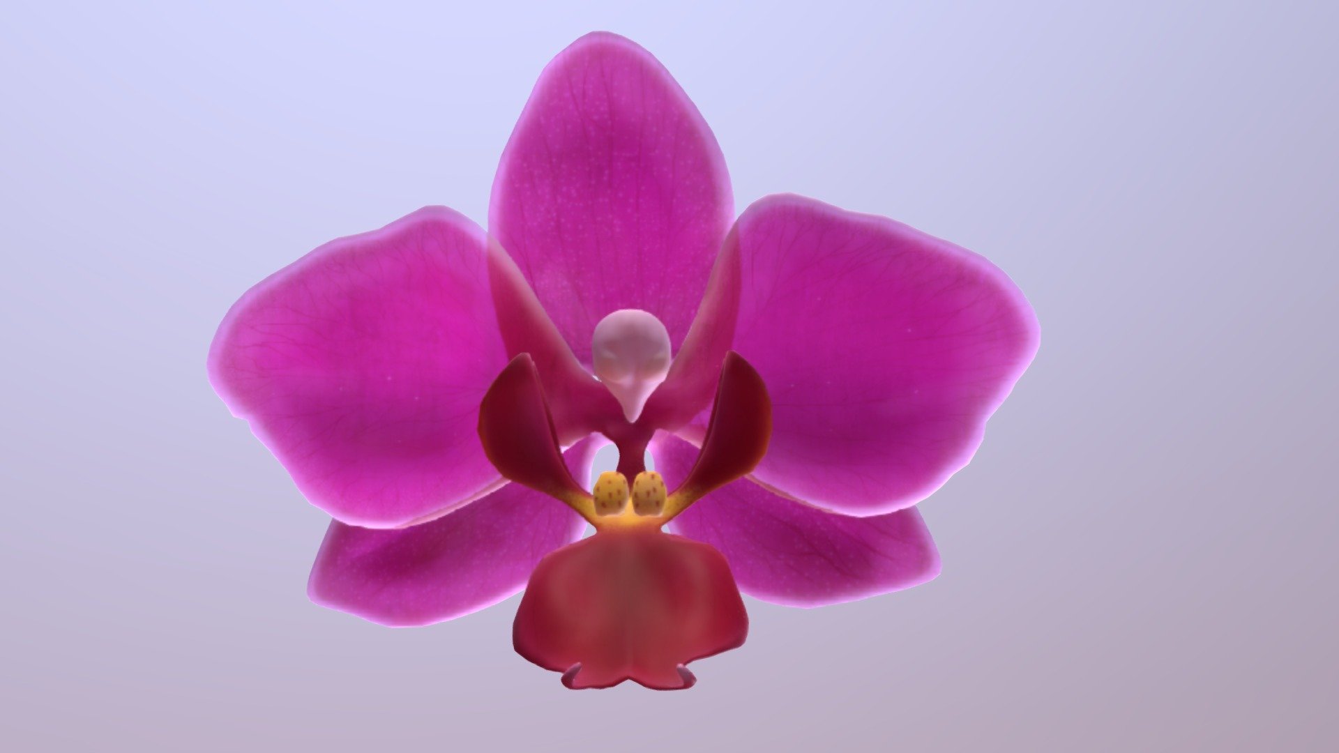 Orchidae Flower - 3D model by Vaatry [1f57b6c] - Sketchfab
