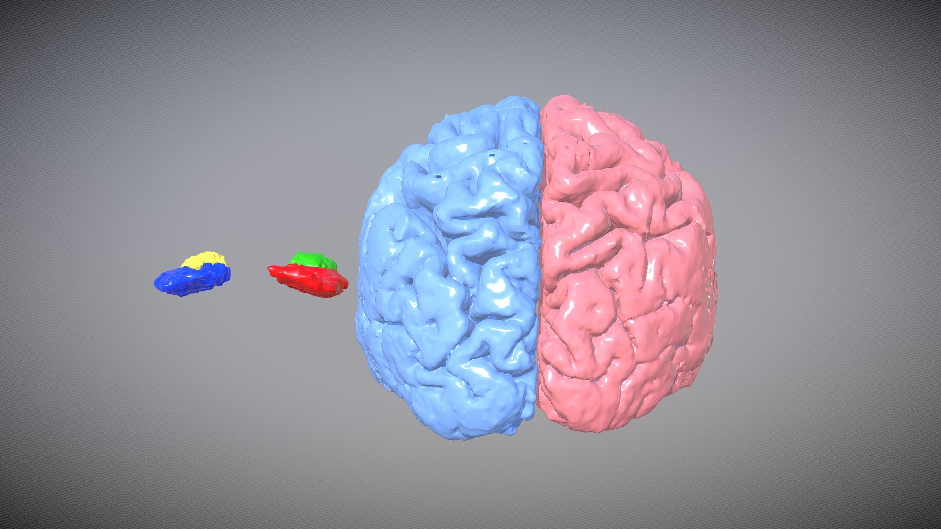 FreeSurfer output, Pial cortex - 3D model by Juan Arias (@BlackBoxLinfo ...