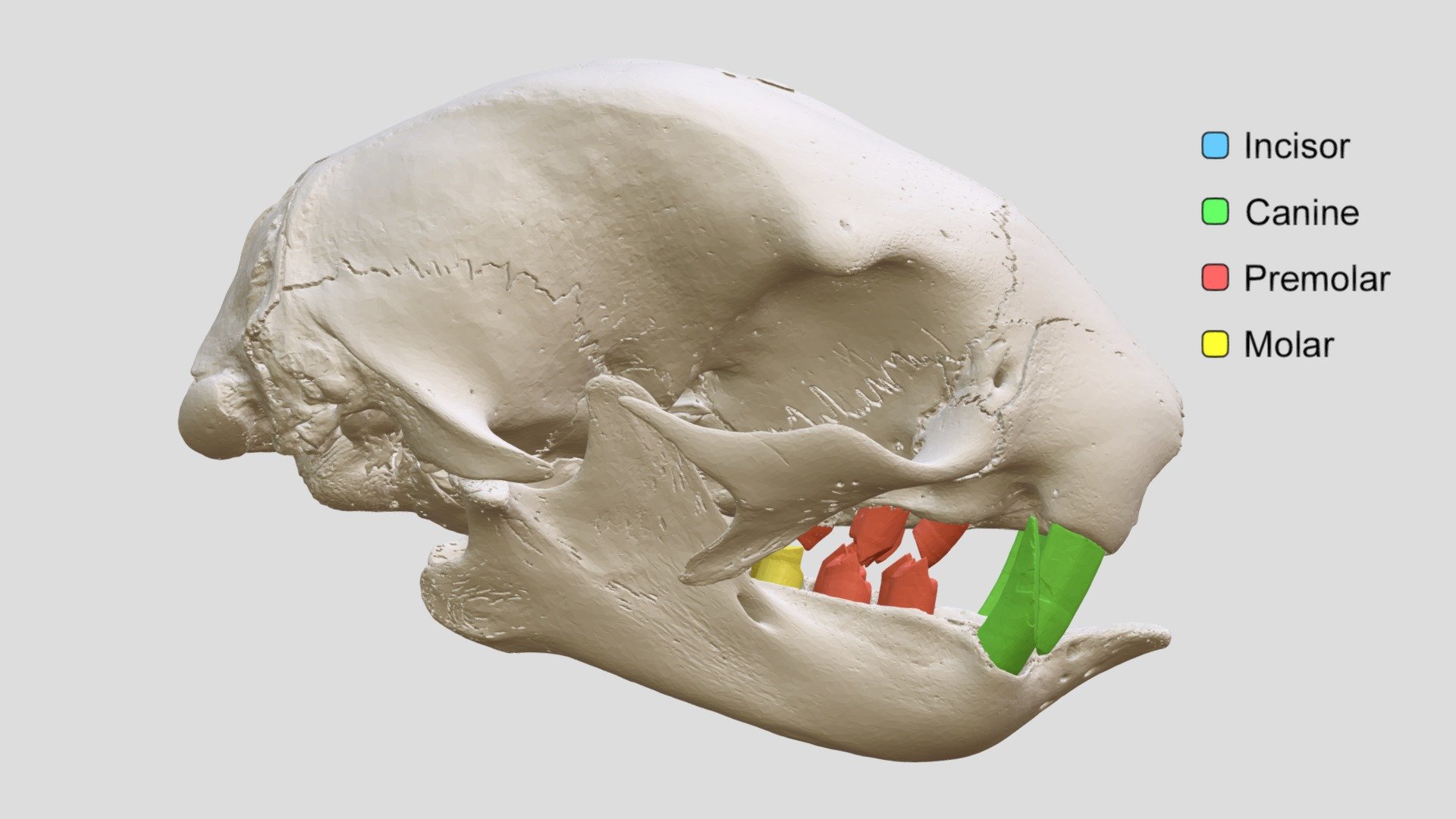 Choloepus hoffmanni (MSB:Mamm:29177) - 3D model by Biodiversity ...