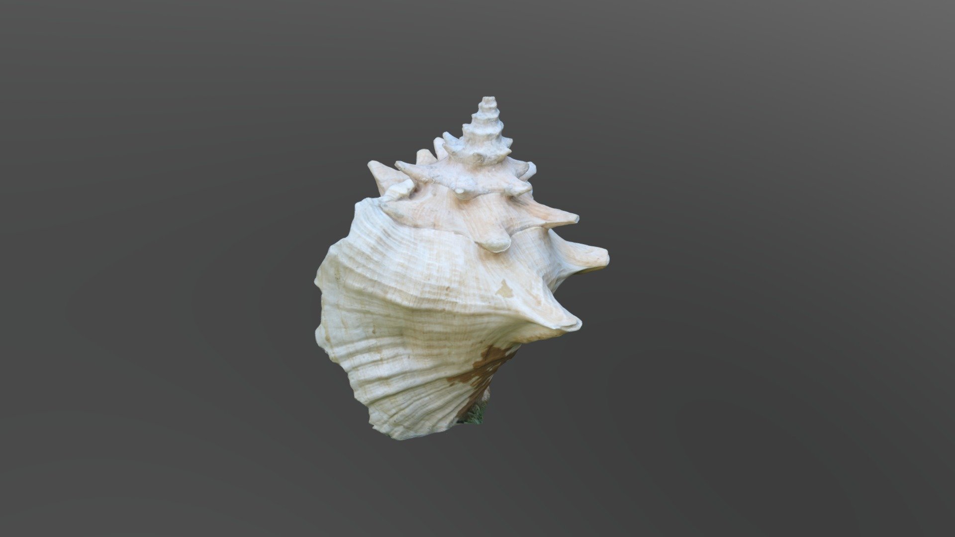 photogrametry test seashell - 3D model by 00shahaf [1f65d44] - Sketchfab
