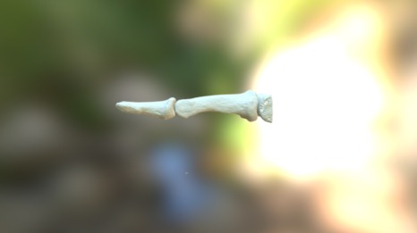 Falange - Download Free 3D model by Juan Schilling (@jschilling ...