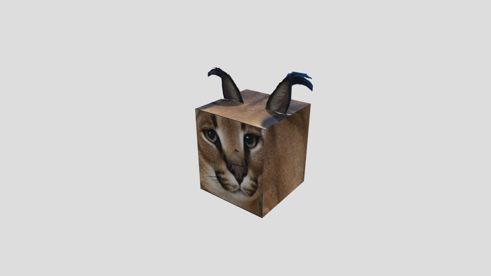 Floppa cube - Download Free 3D model by Feddy-ruskiy [1f6b691] - Sketchfab