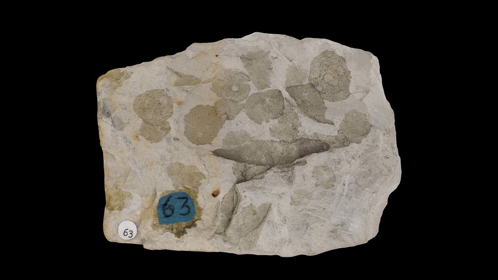 Sedimentary Rocks and Structures - A 3D model collection by ...