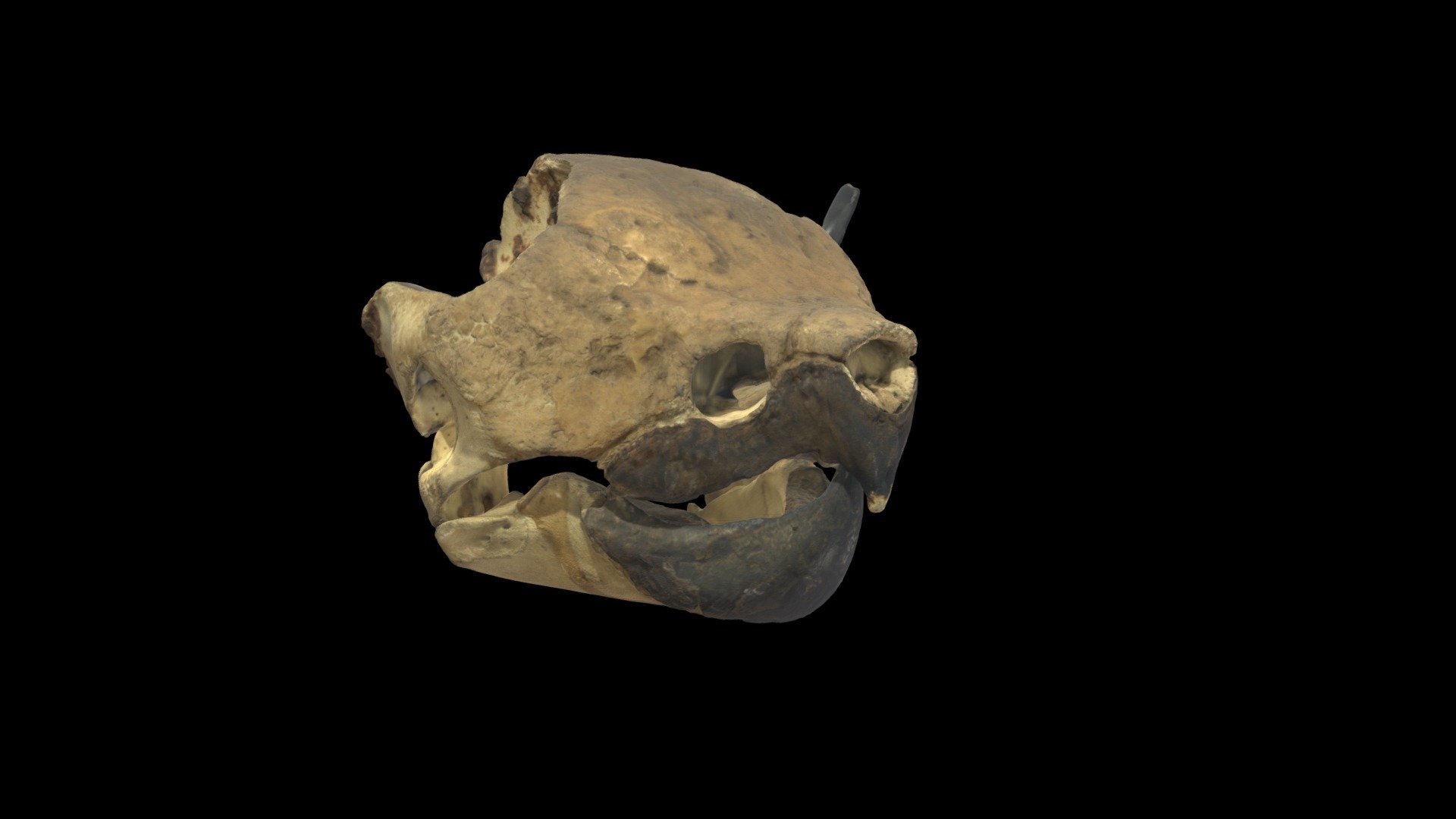 Alligator Snapping Turtle Skull, Animated - 3D model by Blackburn Lab ...
