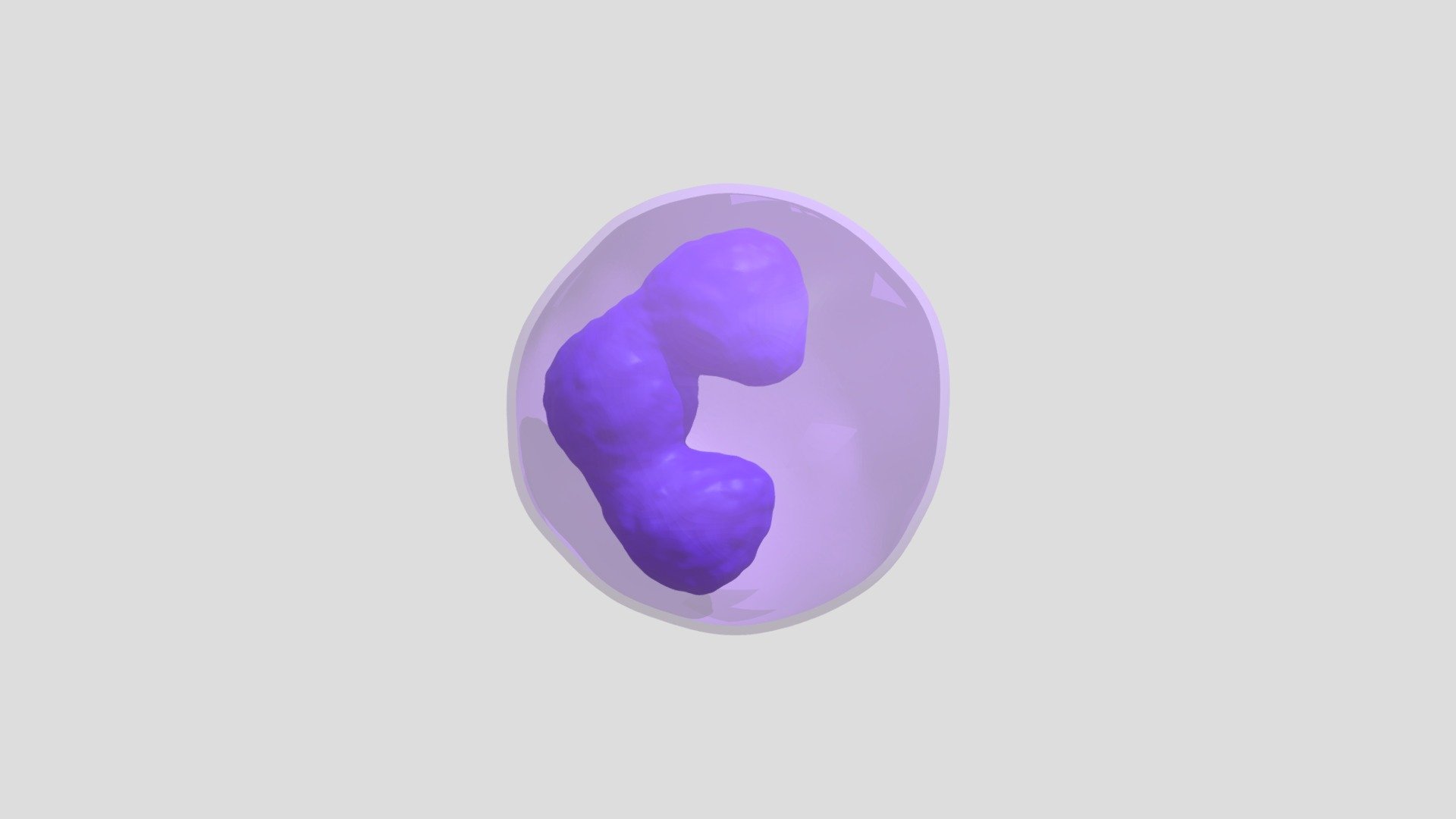 Basophil - Download Free 3D model by Vikrama Raghuraman (@vikrama1998 ...