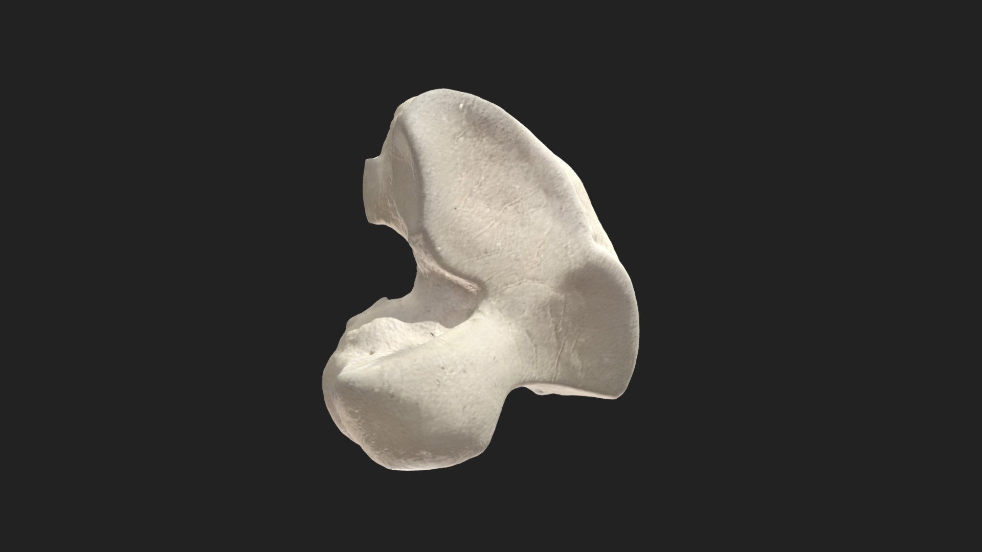 3rd carpal bone (os carpale tertium) donkey - 3D model by vetanatMunich ...