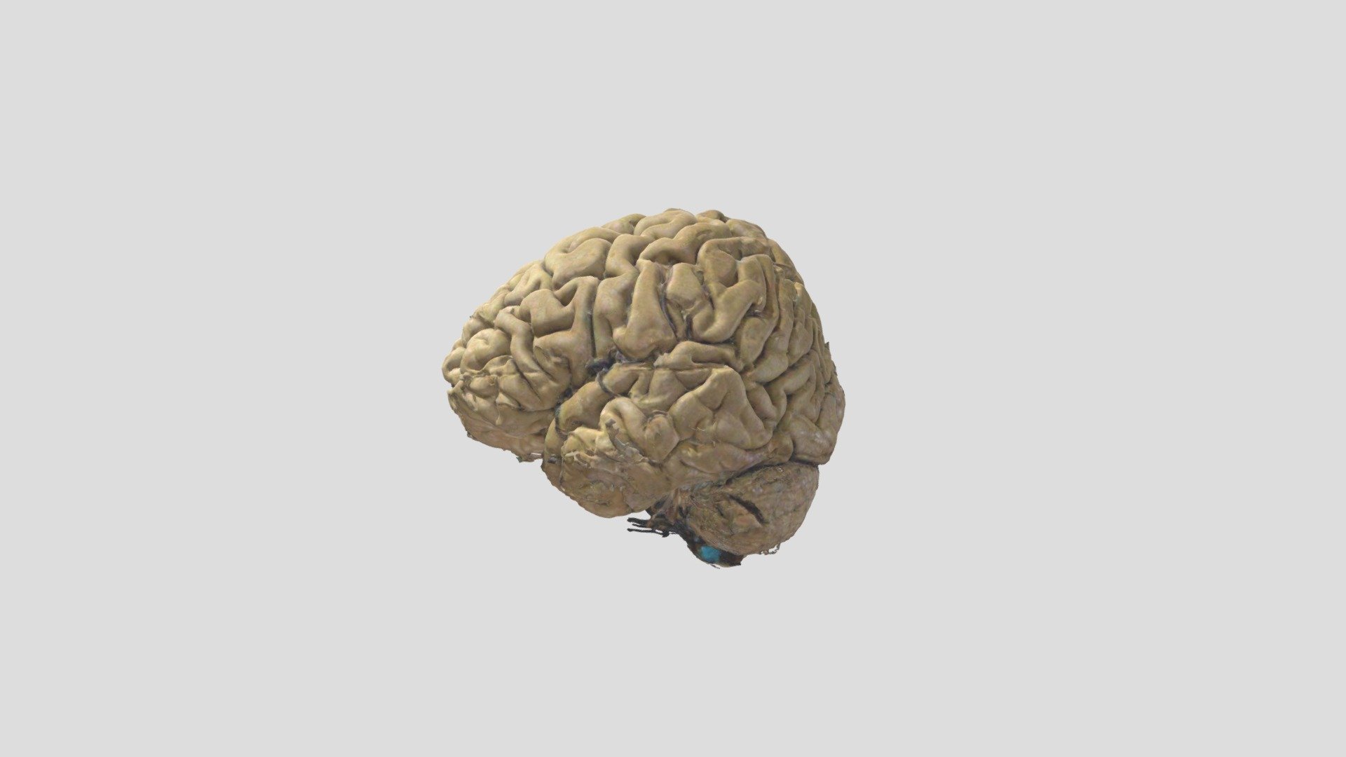 Brain - 3D model by iSCAN Laboratory (Mahidol University) (@athikhun ...