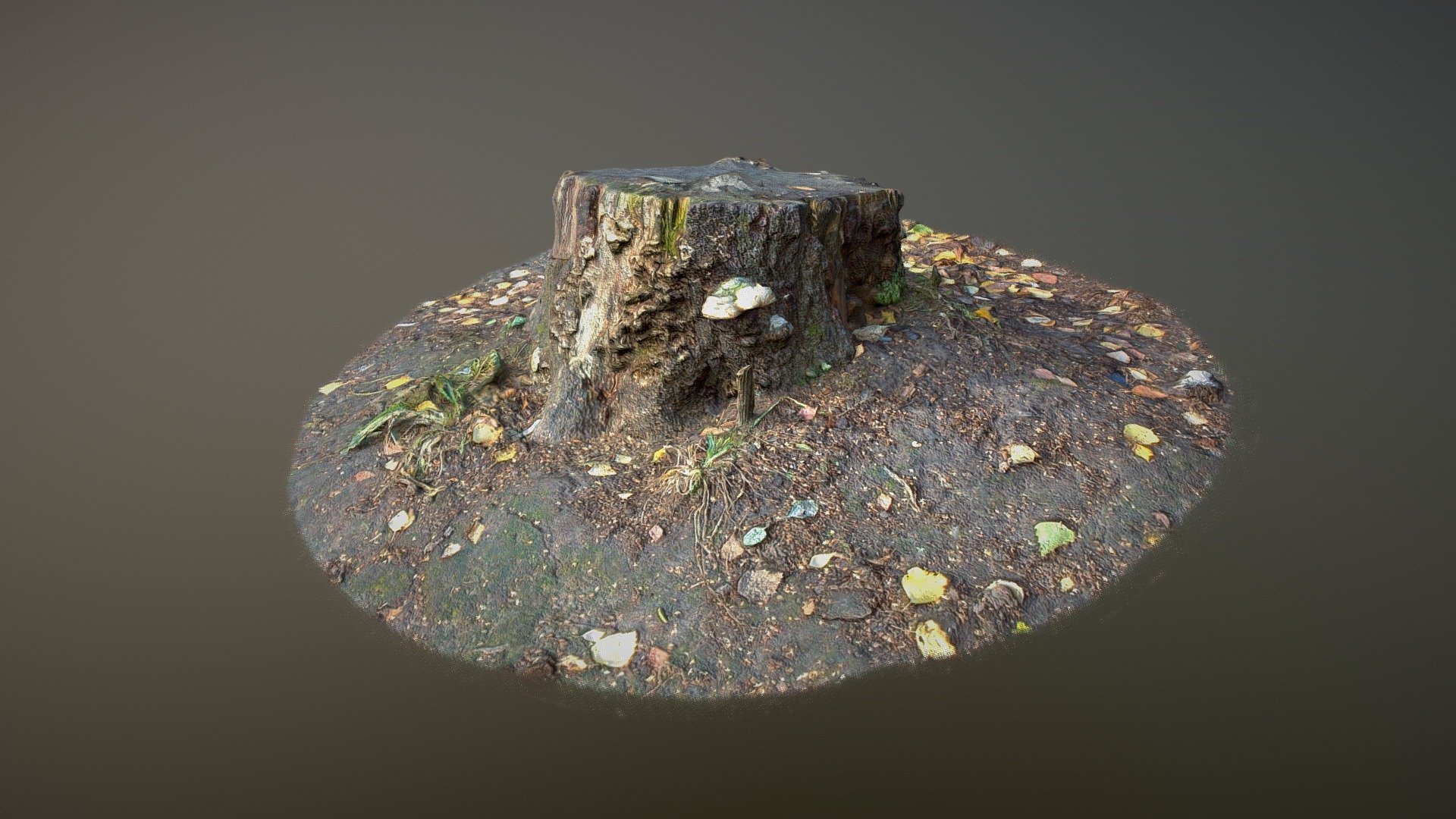 The Stump - 3D model by pimplik [1f7f8a7] - Sketchfab