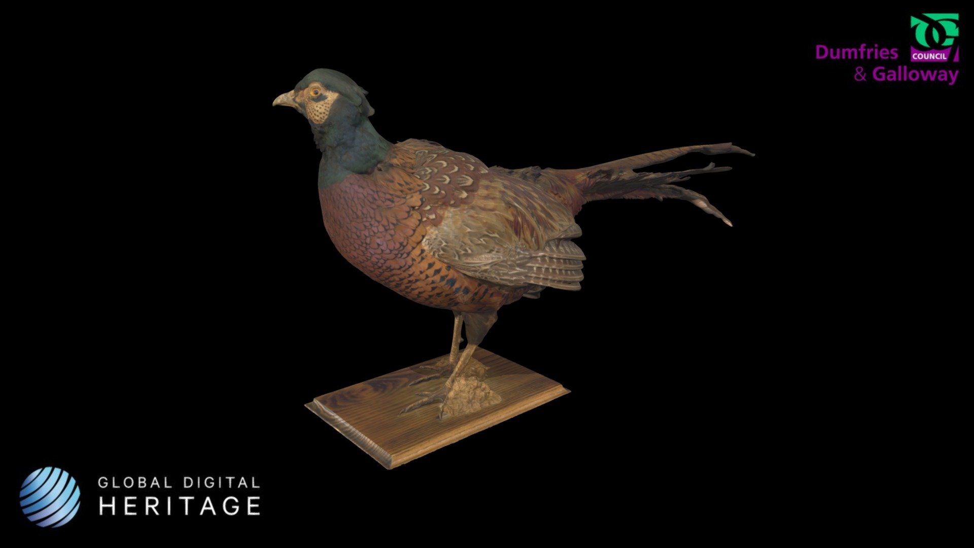 Male Pheasant - Download Free 3D model by Global Digital Heritage and ...