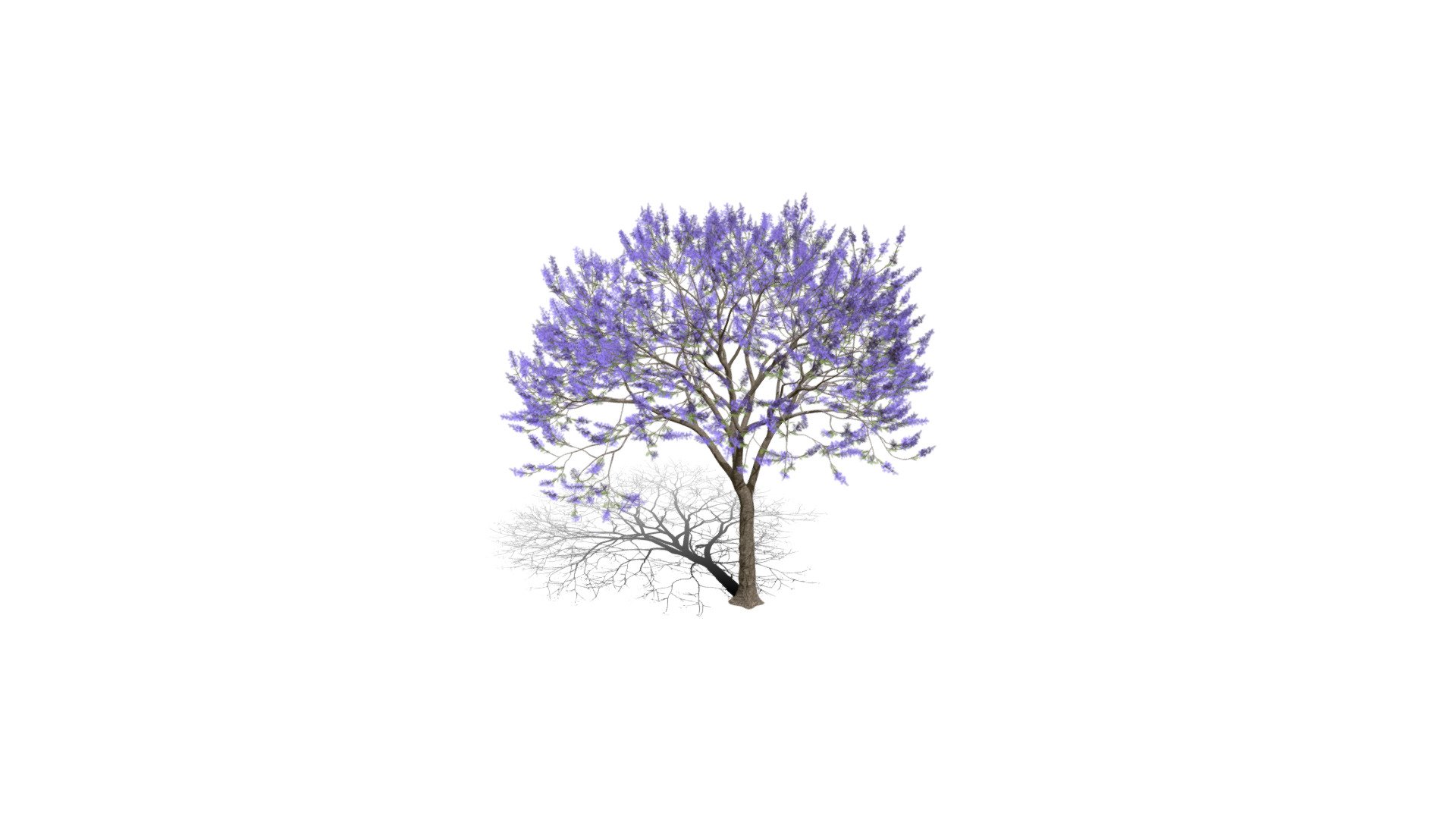 Realistic HD Blue jacaranda (3/40) - Download Free 3D model by ...