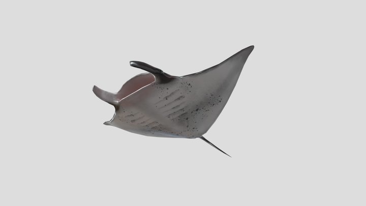 Stingray 3D models - Sketchfab