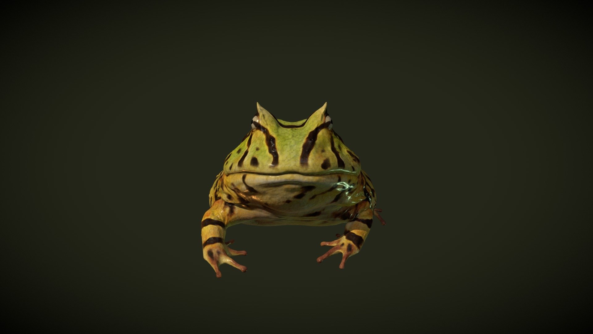 Argentine Horned Frog - 3D model by Blazhy [1fa02ab] - Sketchfab