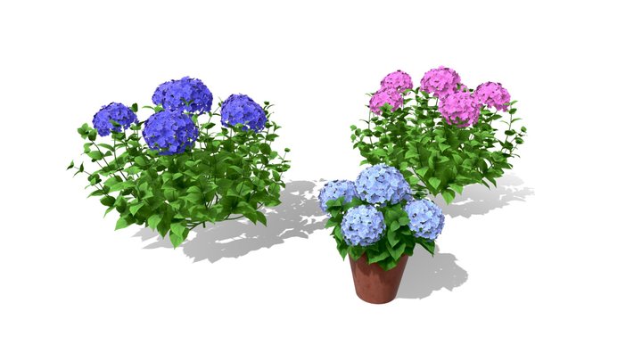 Hydrangea 3D models - Sketchfab