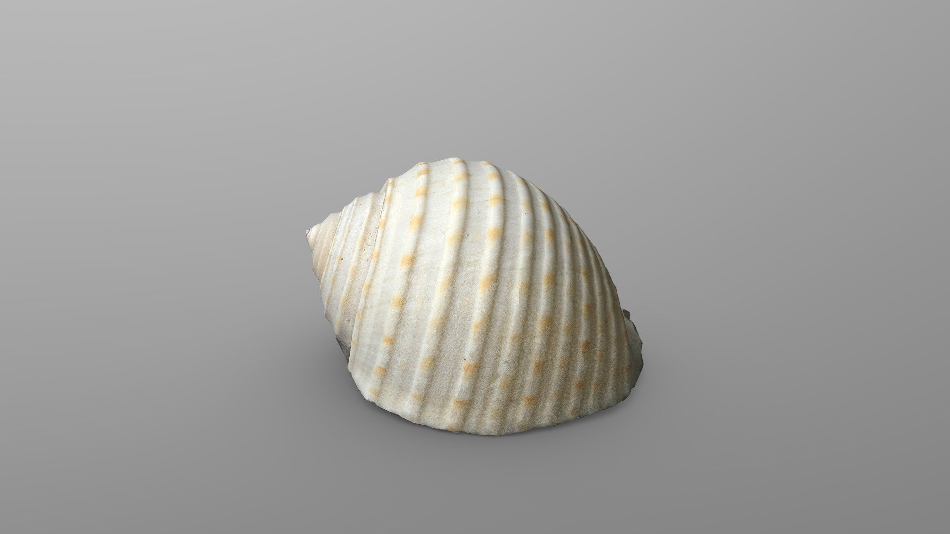 Ribbed Moon Shell - Download Free 3D model by JFN (@db4) [1fa73f7 ...
