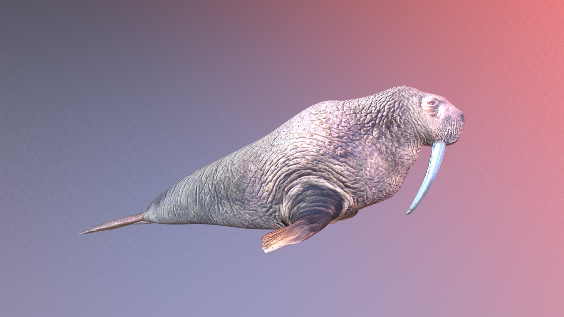 Walrus - Buy Royalty Free 3D model by 3dlowpoly [1fa77bb] - Sketchfab Store