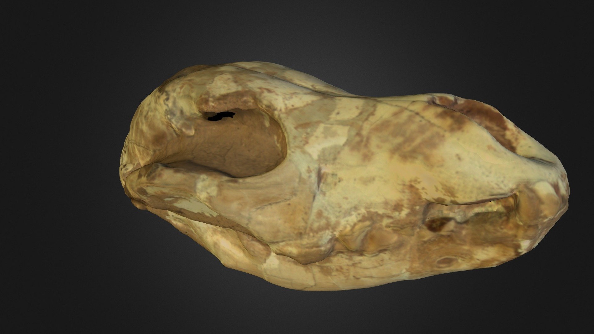 RED FOX SKULL FOSSIL - 3D model by 3D Fossils (@conqueror78) [1fa8bba ...