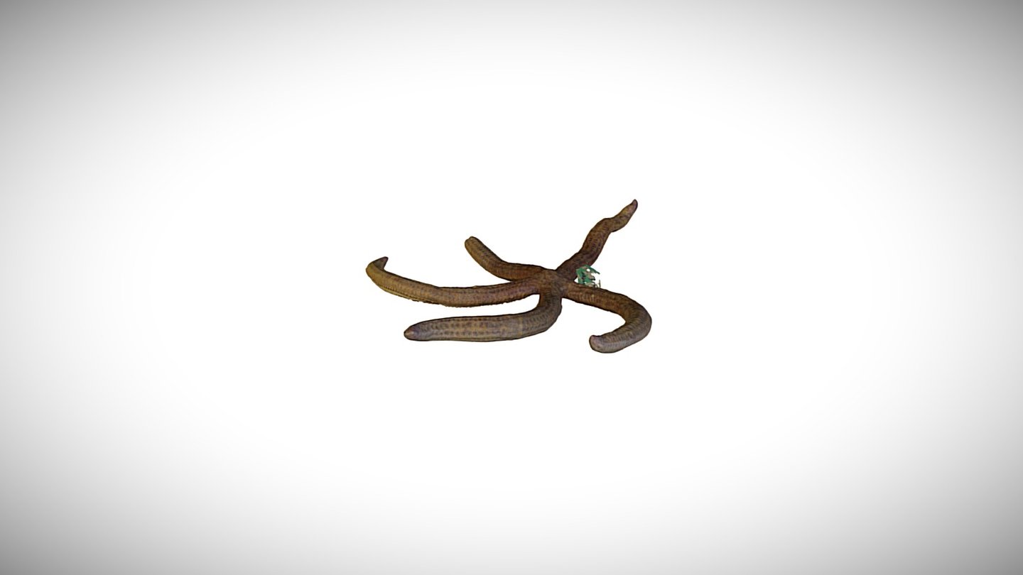 Leiaster leachi / CASIZ 117108 - 3D model by California Academy of ...