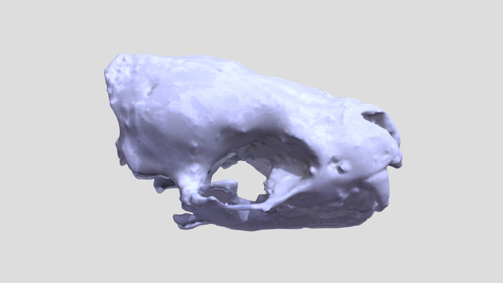 Eptesicus fuscus, Cast, Skull - Download Free 3D model by University of ...