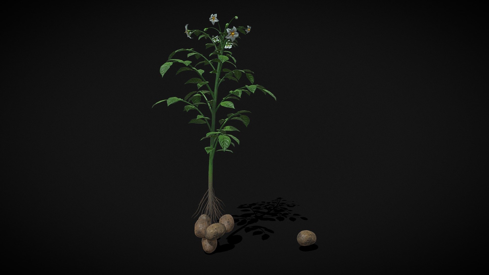 Potato Plant - Buy Royalty Free 3D model by GetDeadEntertainment ...