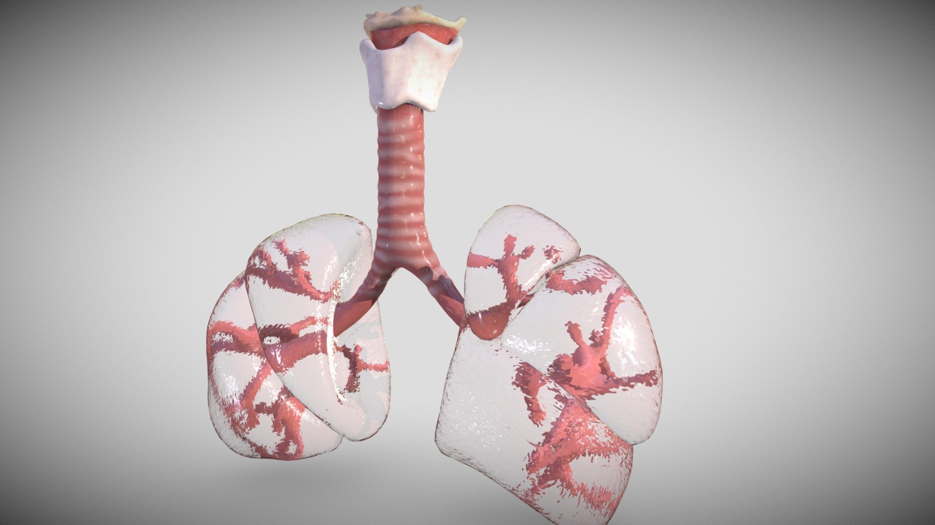 Fetus lungs week eight - Buy Royalty Free 3D model by Ebers [1fb181e ...