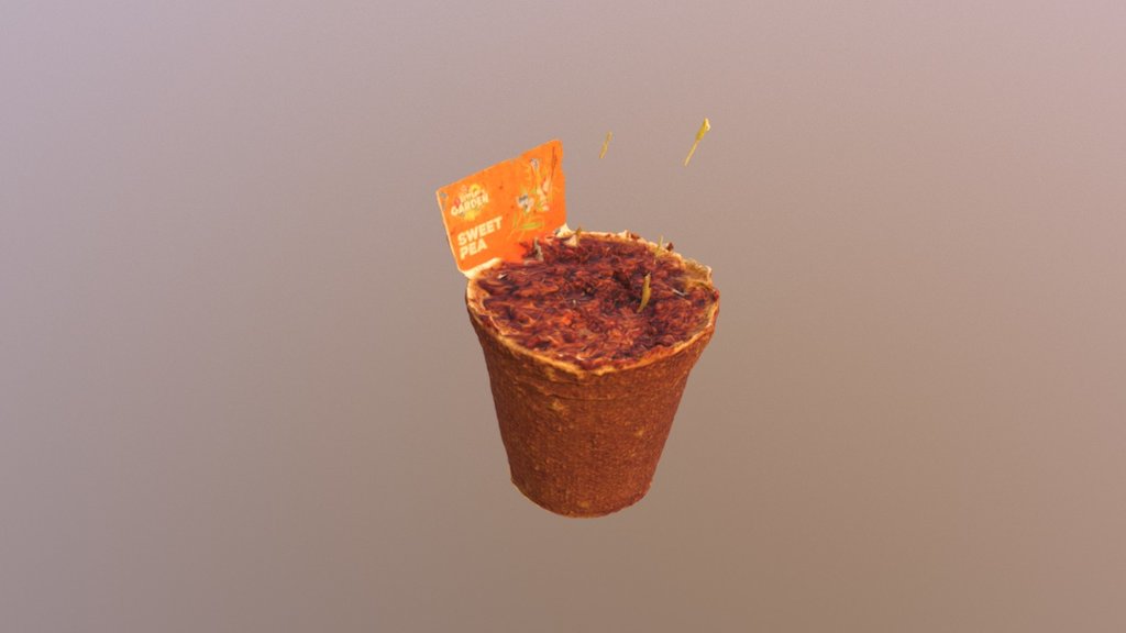 Sweet Pea - 3D model by finnwa [1fbf84b] - Sketchfab
