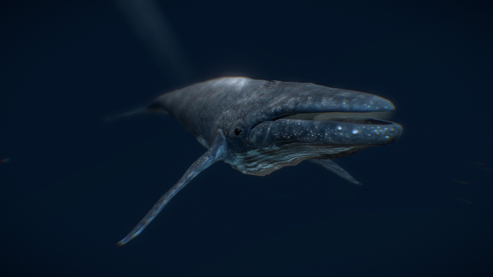 Blue whale (Animated, downloadable) - Download Free 3D model by Andrey ...