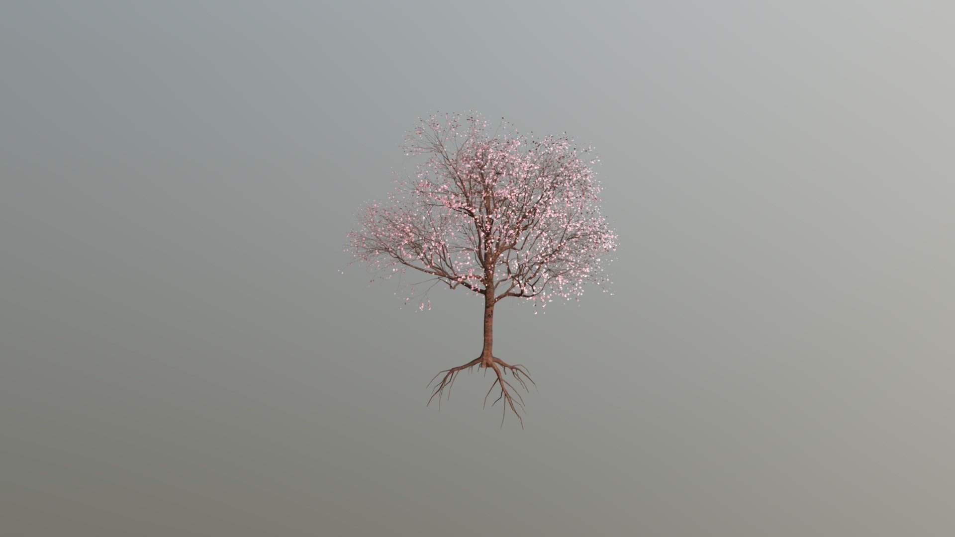 cherry tree flowering B - Buy Royalty Free 3D model by Gobotree-3D ...