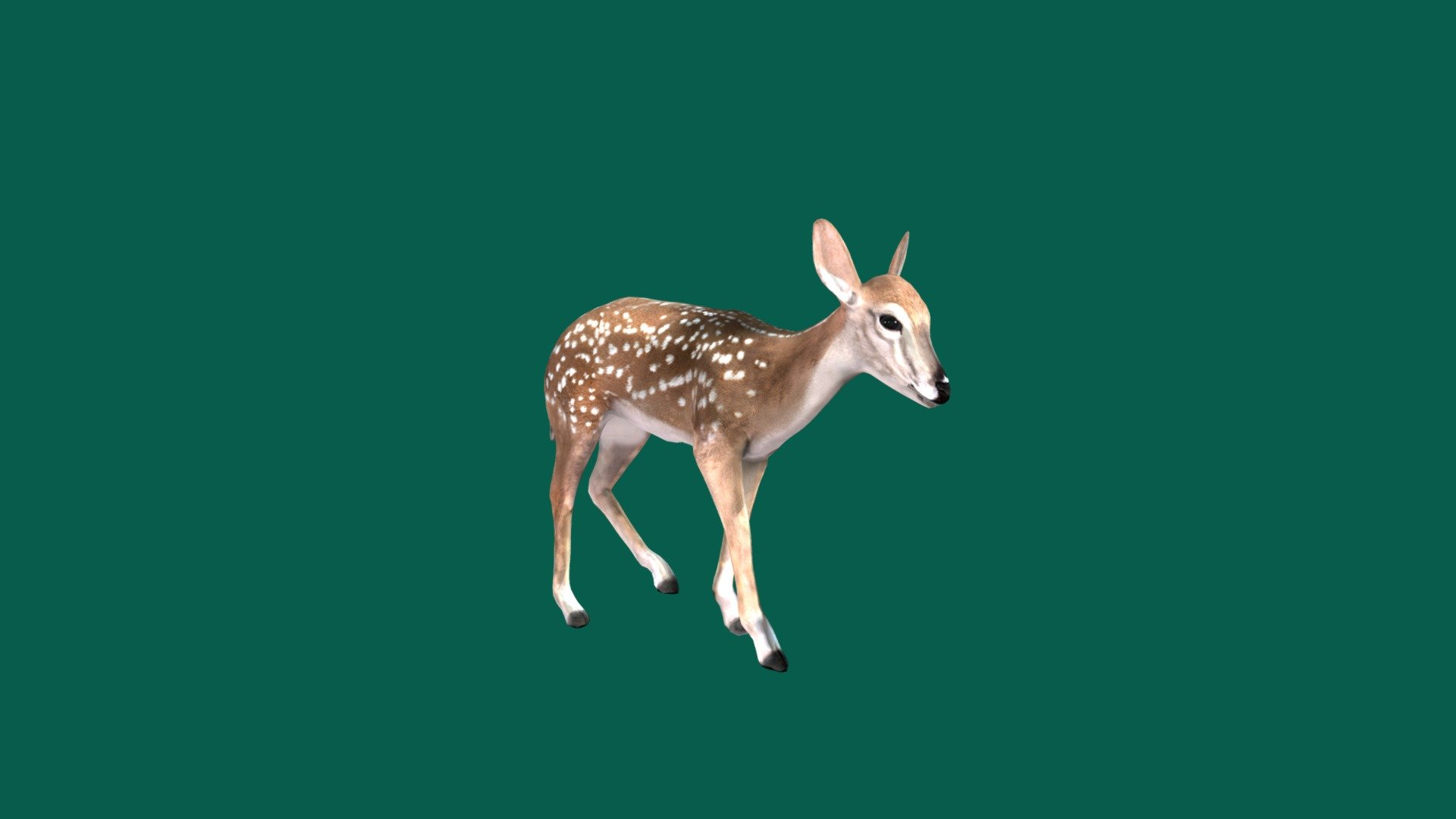 Fawn (Low Poly) - Buy Royalty Free 3D model by Nyilonelycompany ...
