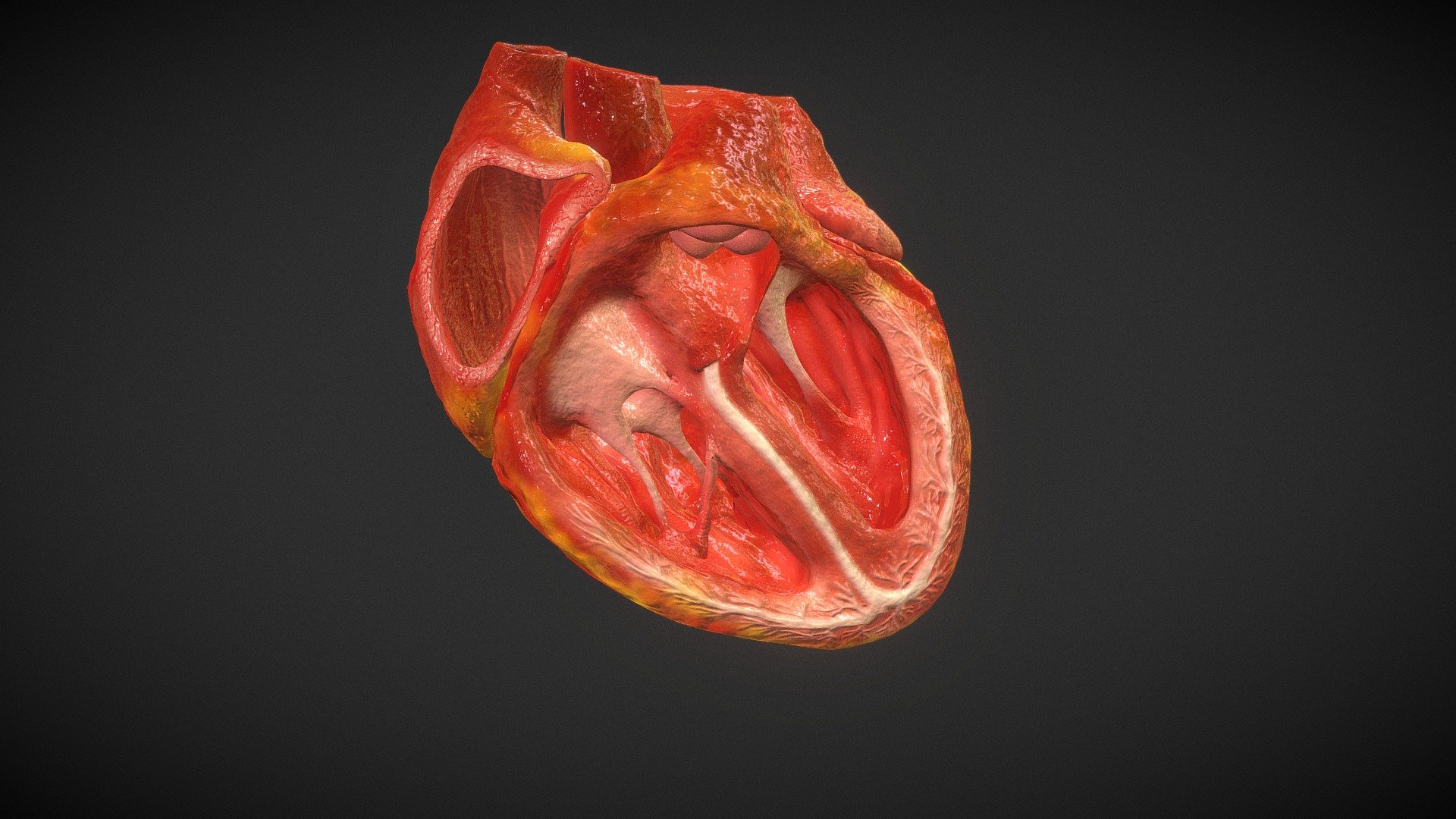 Heart with Cut Right Atrium - Buy Royalty Free 3D model by Anatomy by ...