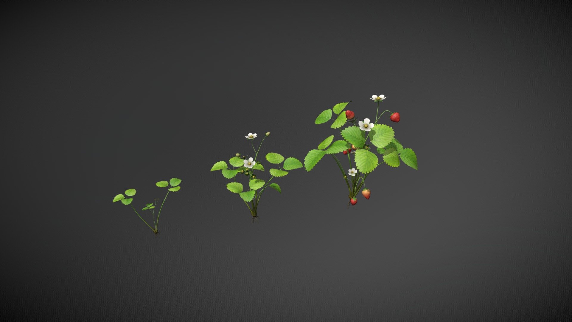 Strawberry All Stages - 3D model by vicvdovenko [1fd6750] - Sketchfab