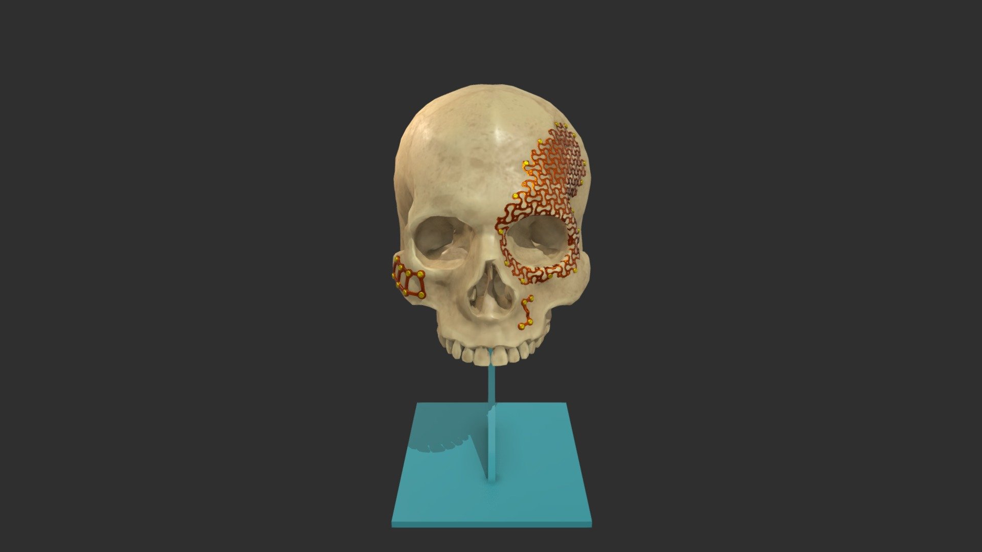 Cranium - 3D model by ArtofMarceloCabral [1fd93b8] - Sketchfab