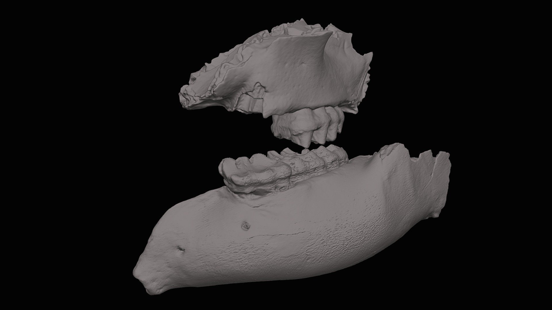 Stoners Creek Mastodon, Davidson Co., TN - Download Free 3D model by ...