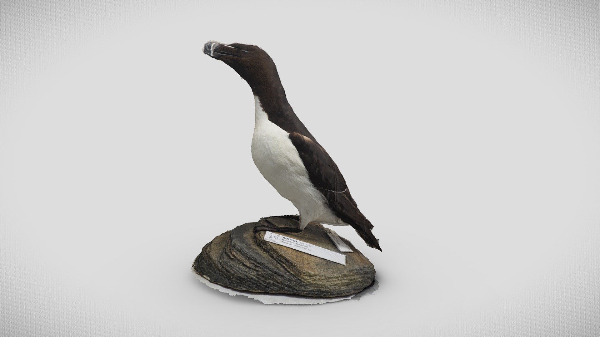 Ruokki (Alca torda) - Download Free 3D model by Juha M (@cosmical ...