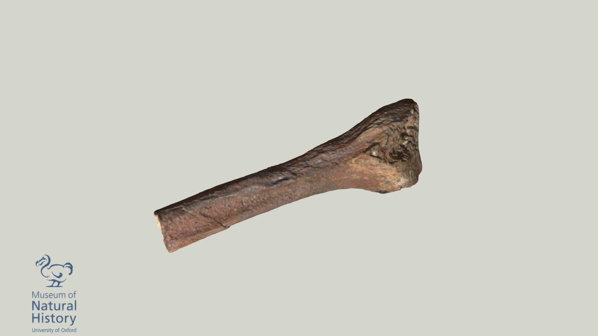 The Red Lady of Paviland - proximal left fibula - 3D model by Oxford ...