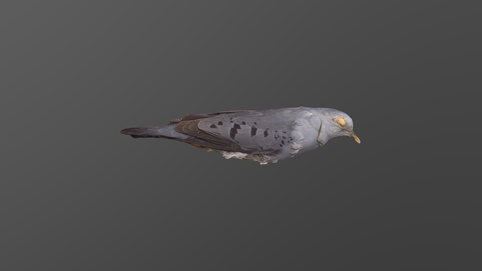 Claravis pretiosa - Download Free 3D model by MooreLab [1fdc297 ...