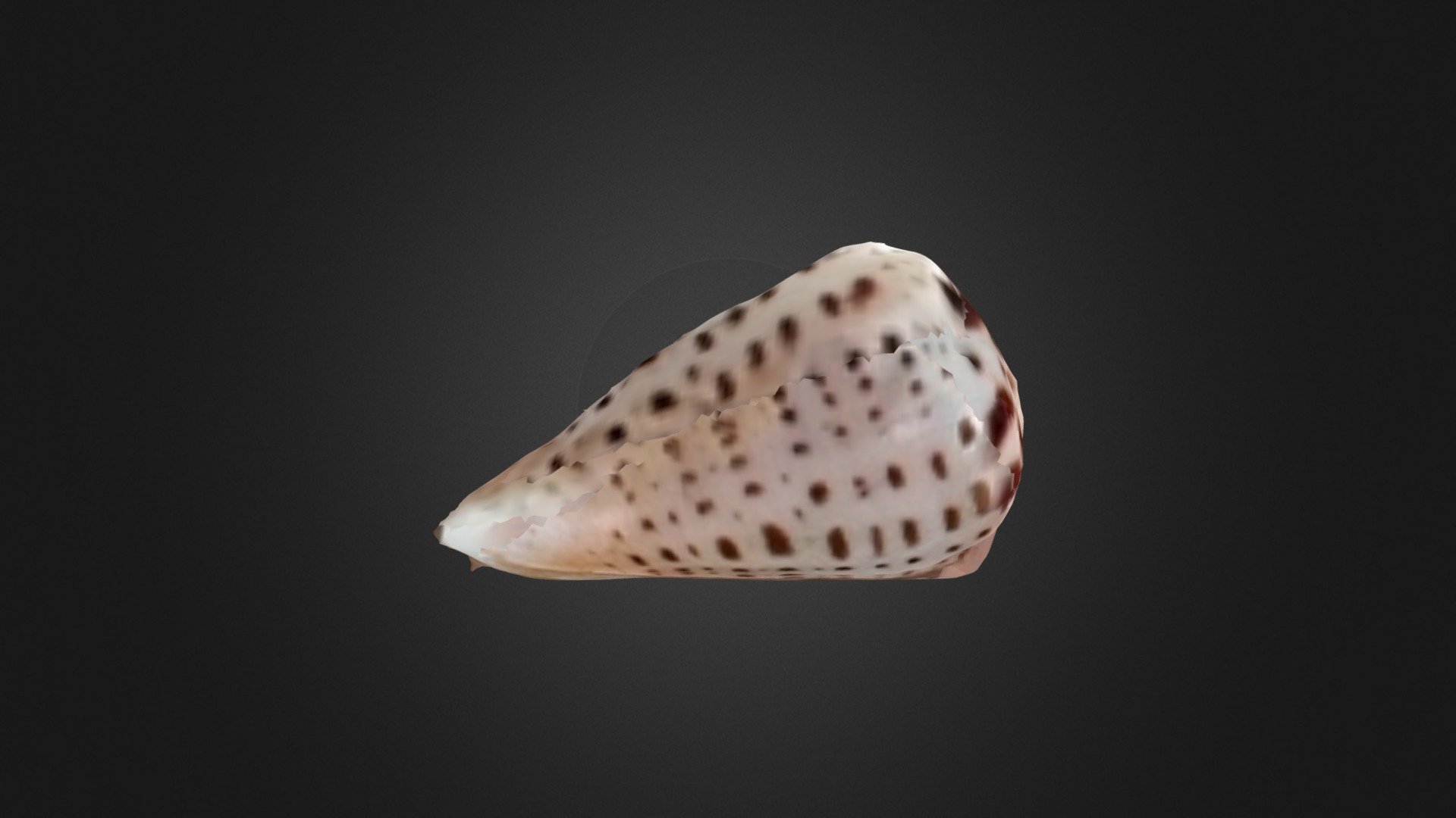 Conus eburneus Hwass, 1792 - 3D model by 3D collection (@phanh1711999 ...