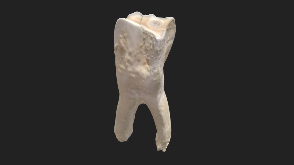 Teeth Sheep - A 3D model collection by vetanatMunich - Sketchfab