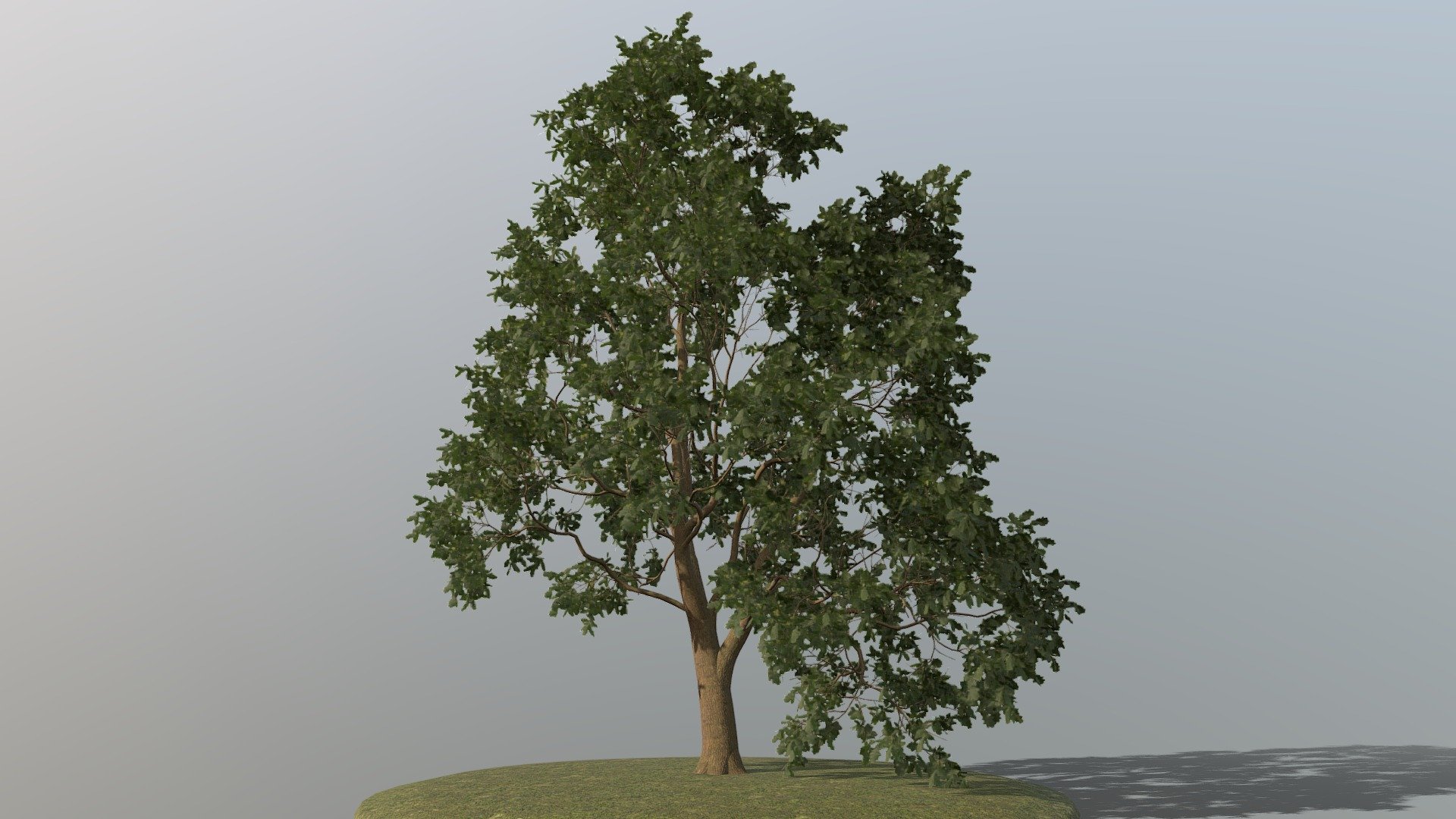 Oak Tree - Buy Royalty Free 3D model by Studio Lab (@studiolab.dev ...