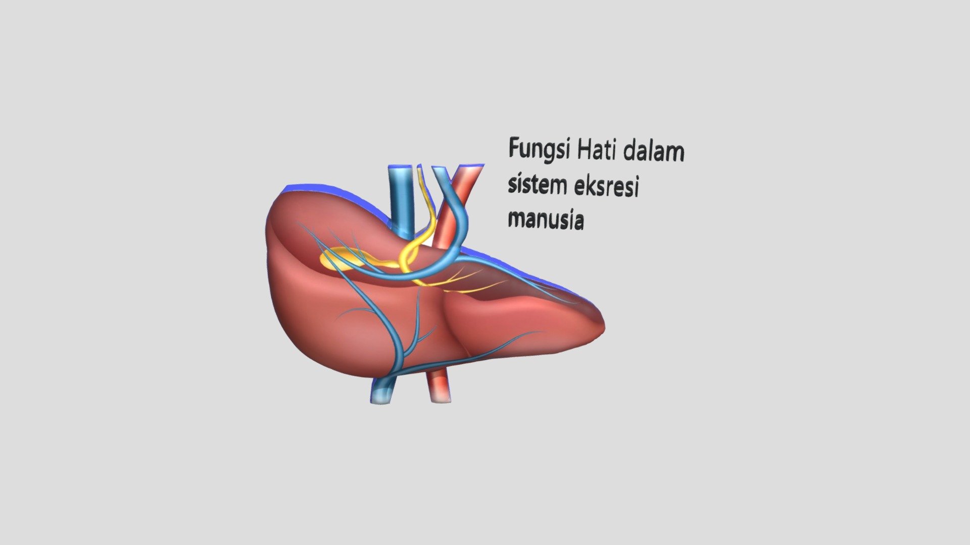 FUNGSI HATI DALAM SISTEM EKSRESI MANUSIA - Download Free 3D model by ...