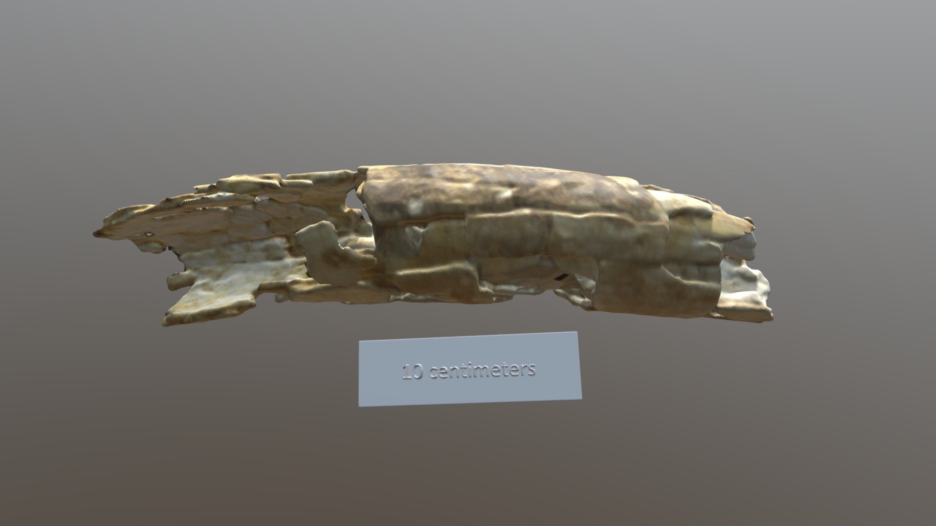 Mastodon Tusk Fragment (VCU_3D_3874) - Download Free 3D model by ...