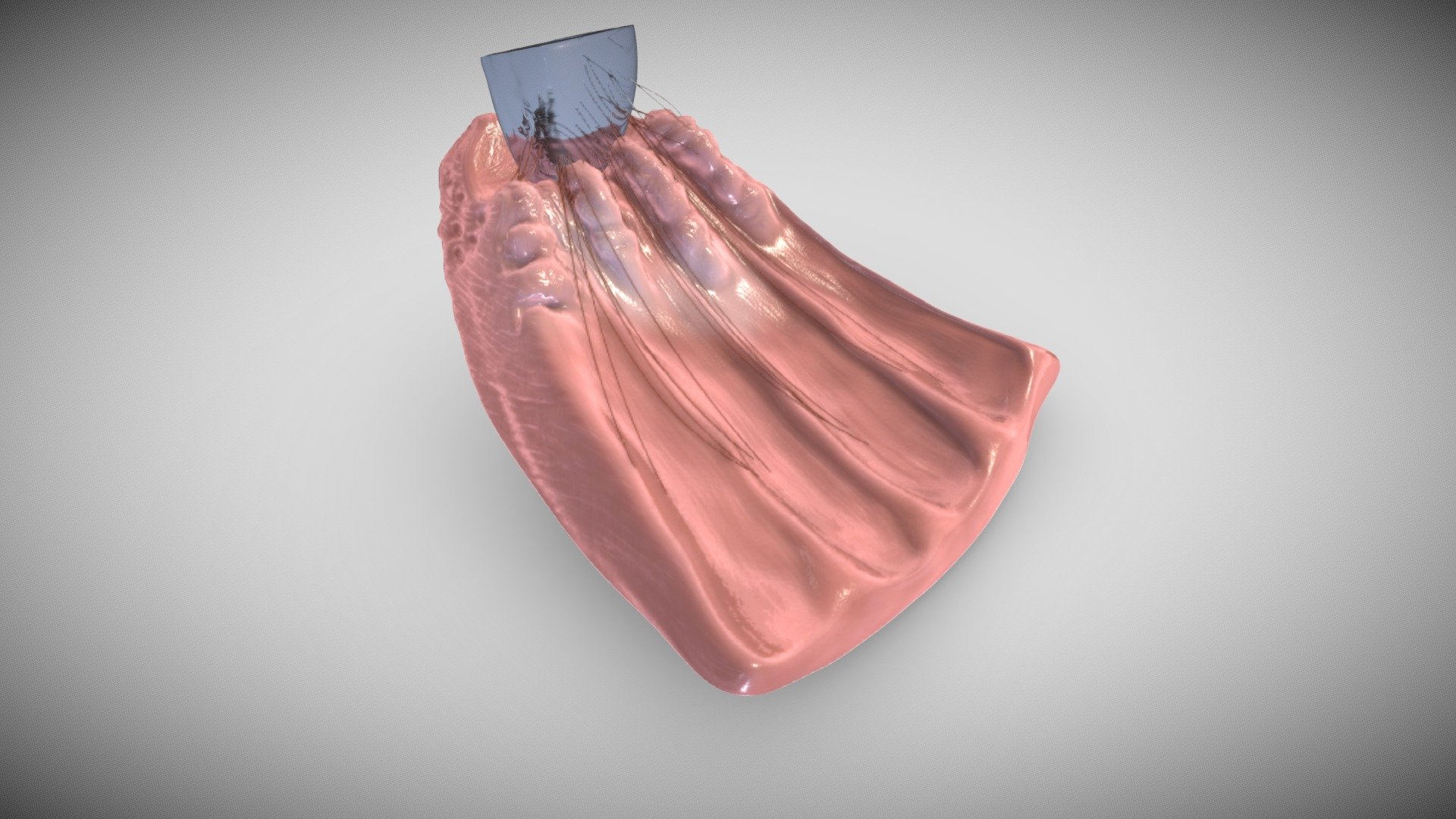 Ciliary body zoomed in - Buy Royalty Free 3D model by Ebers [1ff84db ...
