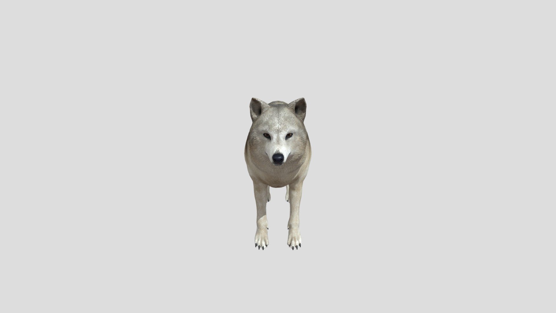 Wolf - Download Free 3D model by dhiren-sah [1ffacf7] - Sketchfab