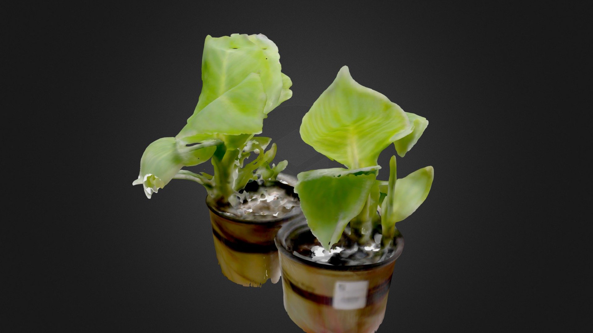 Two Plants - 3D model by lynxlabs [1oH21oL] - Sketchfab