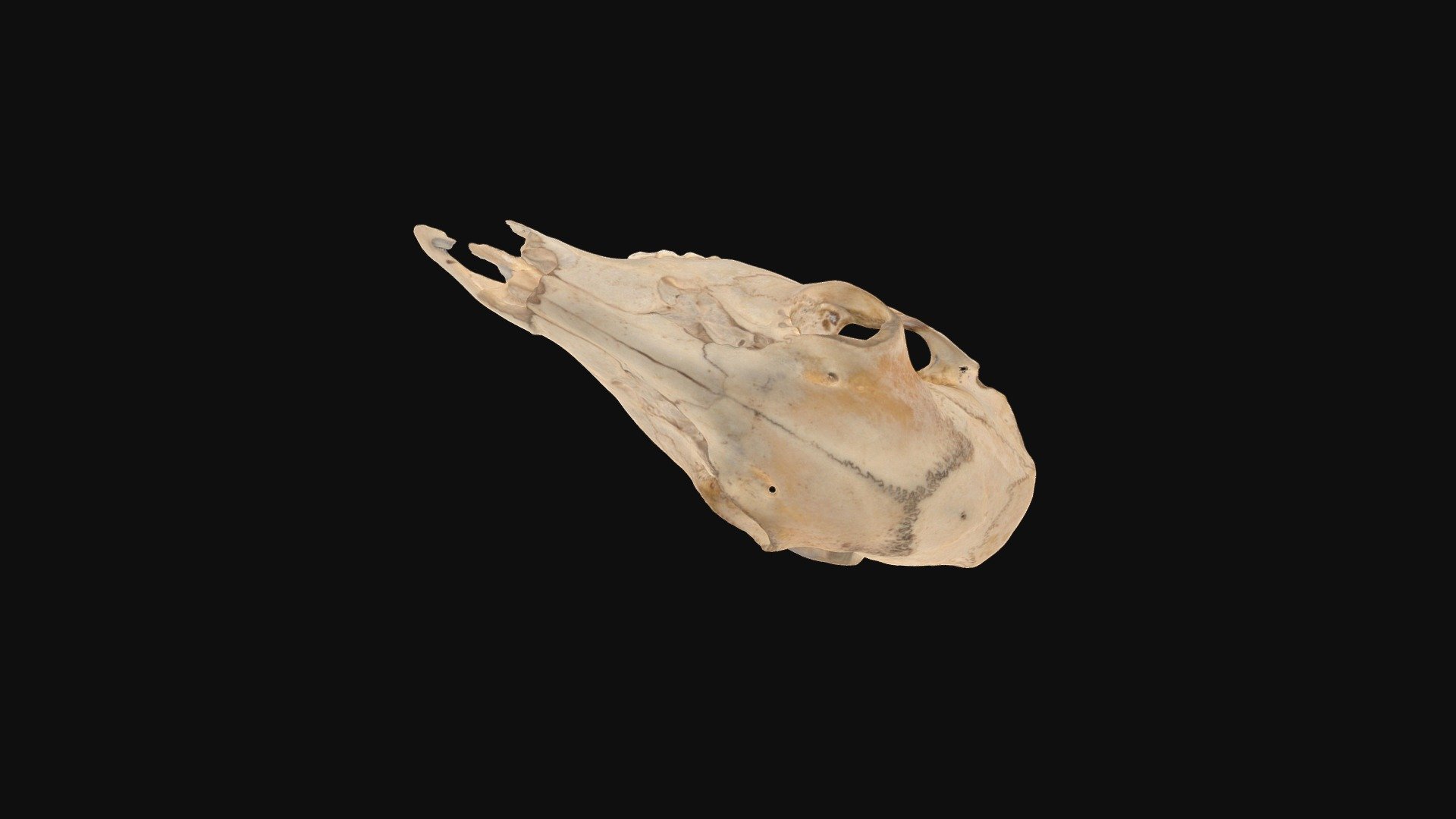 White-Tailed Deer Skull - Download Free 3D model by cditore [2001e97 ...